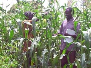 Boere plant minder mielies | OFM