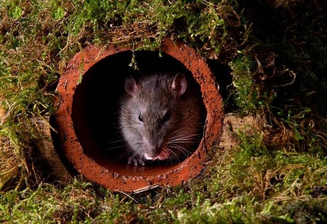 Weird Wide Web - Rodents in the UK learning to tread water pipes | OFM