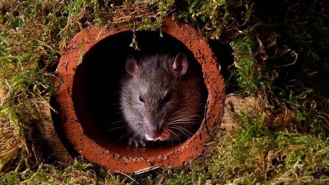 Weird Wide Web - Rodents in the UK learning to tread water pipes | OFM