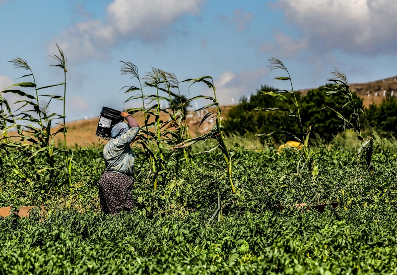 Landbou: ’n Enjin vir Groei en Werkskepping | OFM