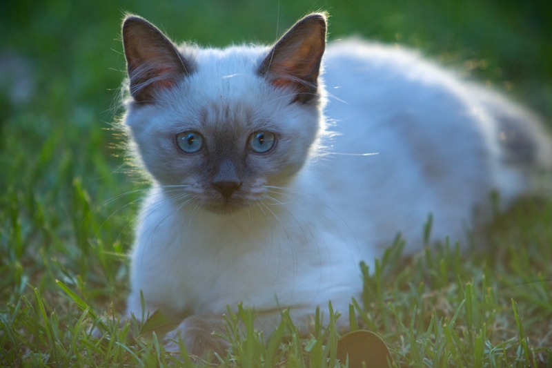 Bederf jou kat met ekstra liefde op Wêreldkatdag | OFM