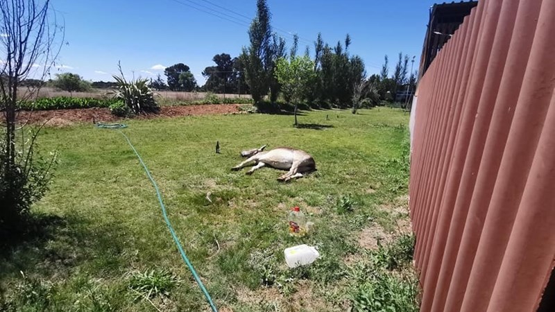 Ten Bfn donkeys die after suspected poisoning | OFM