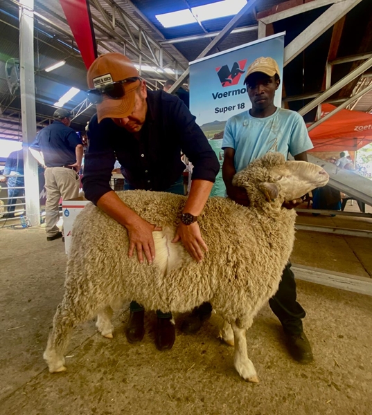 BKB Merino Classic is hoogtepunt vir Suid-Afrikaanse Merinobedryf | OFM