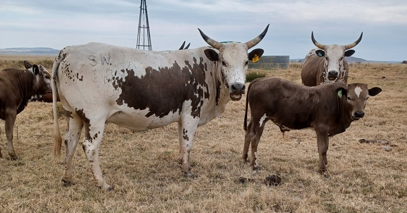 NAMPO ALFA: SA Stamboek bied elite-toekennings aan vir vleisbeeste ...