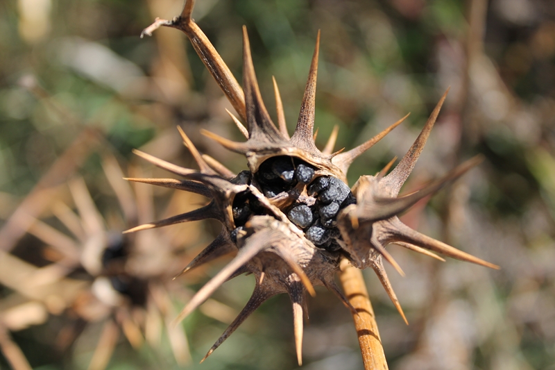 Probleemplante op plase bly ware ‘kanniedood’-probleem | OFM