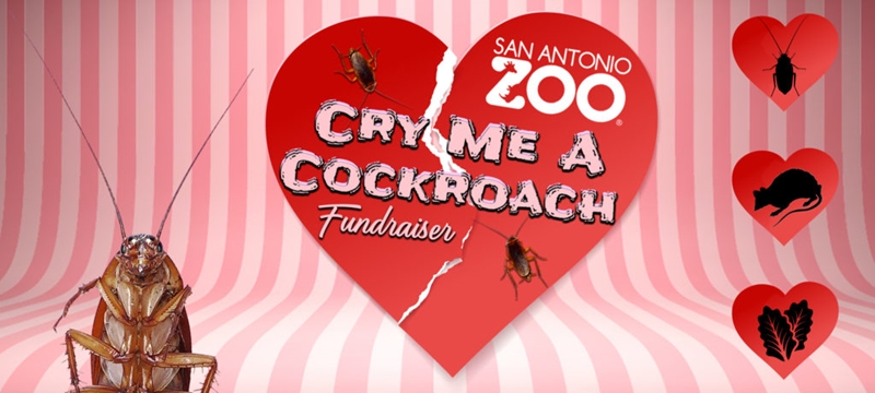 ‘Cry me a cockroach’ op Valentynsdag | OFM