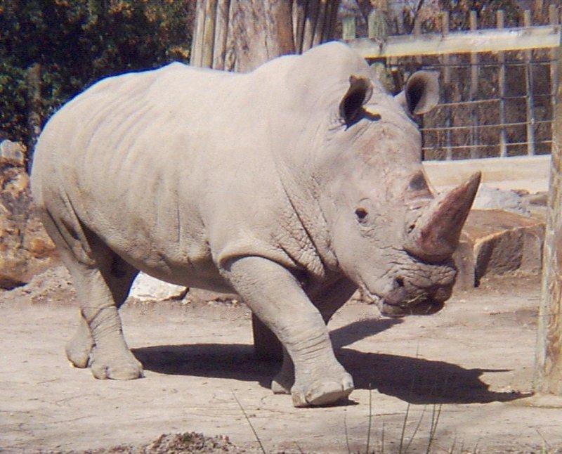 More than 850 animal under hammer at Willem Pretorius NR | OFM
