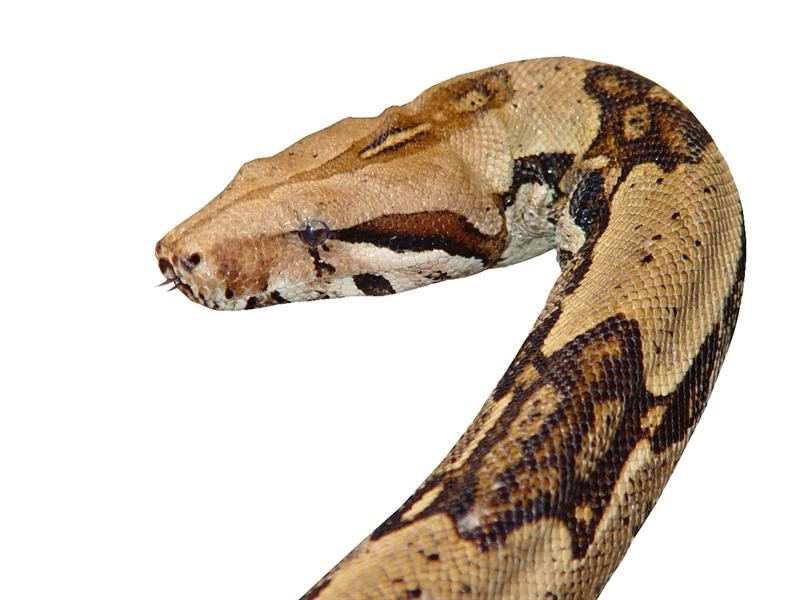 More snakes to surface during spring, summer | OFM