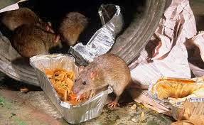 Ontstoke klante kla oor rotte by Fruit&Veg City, Drie Riviere | OFM