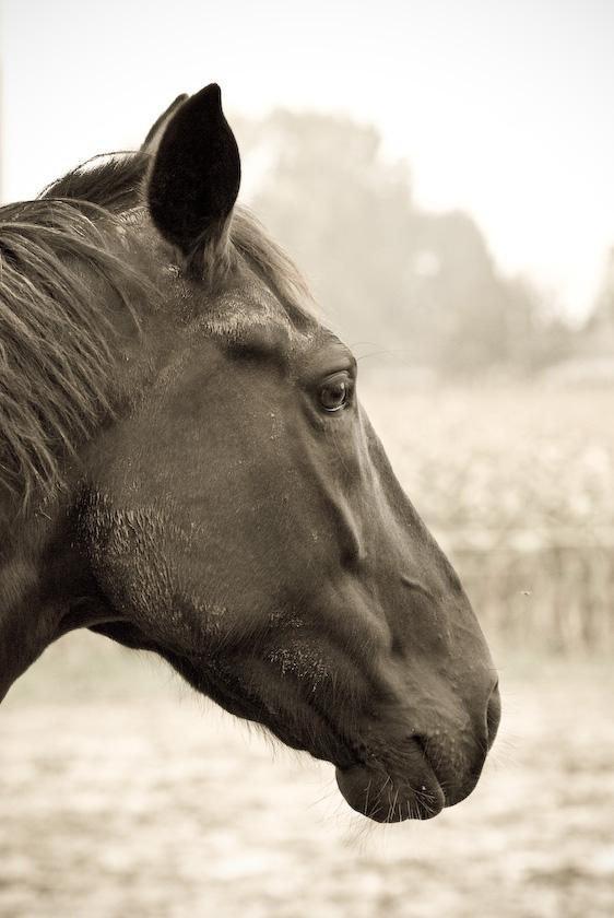 Parys pronk met grootste Friesperdskou in SA | OFM