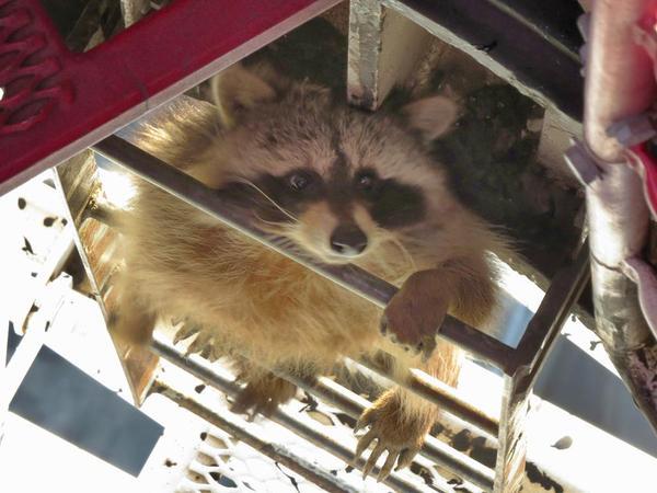 Spiderman raccoon snapped in Toronto | OFM