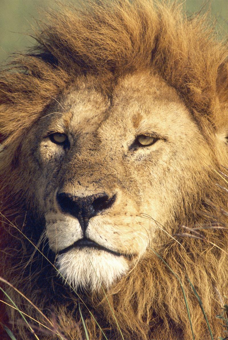 Corpse discovered in lion enclosure | OFM