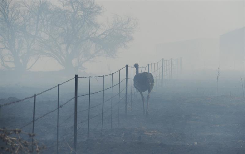 FEATURE: Special report on veld fires [infographic] | OFM