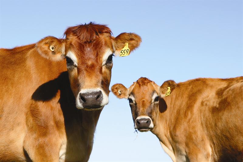 Nuwe veevoer vir Afrika | OFM