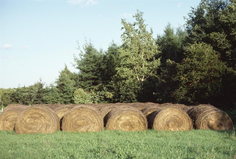 Landbou steeds voorkeursektor | OFM