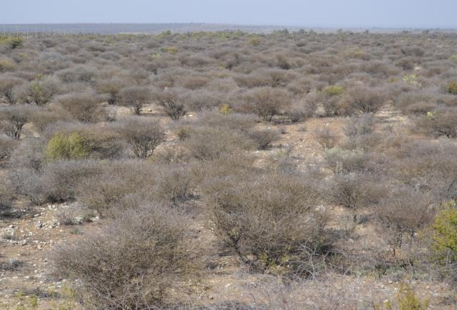 Droogte wurg boere in NK | OFM