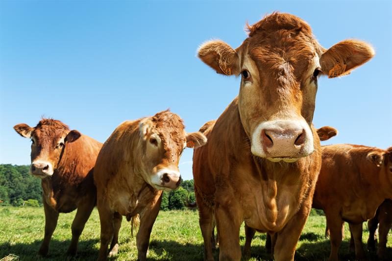 Developing farmers thrive with Nguni Cattle Project | OFM