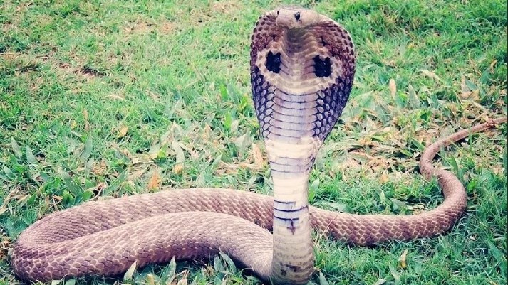 Voorraad teengif gevaarlik laag, waarsku slangkenners | OFM