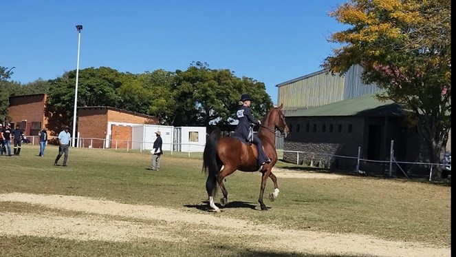 Bloem Show proud host of largest open-air saddle horse championship in ...