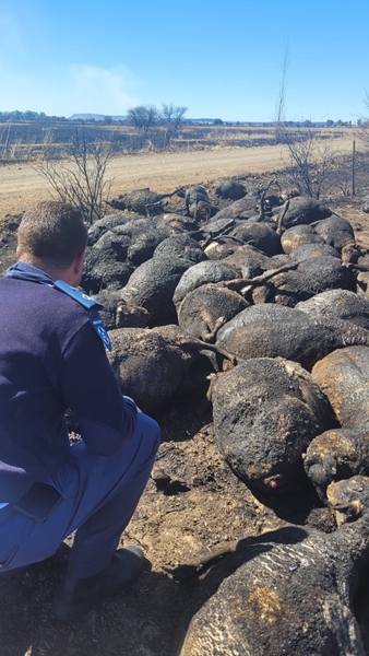 Over 150 animals put down in Free State after wildfires – PHOTO GALLERY ...