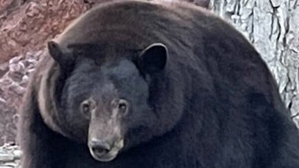 Weird Wide Web - Hank the tank, California's thieving bear | OFM