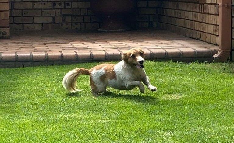 Sussie die dapper hond is gevind | OFM Sussie die dapper hond is gevind | OFM
