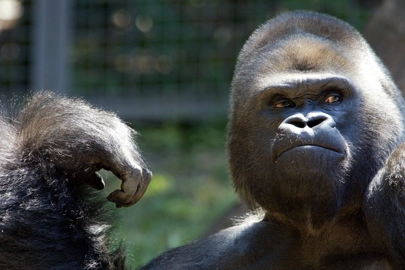 Weird Wide Web - Gorillas se skermtyd beperk | OFM