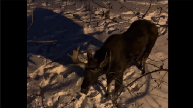 Man runs up tree to escape charging moose | OFM