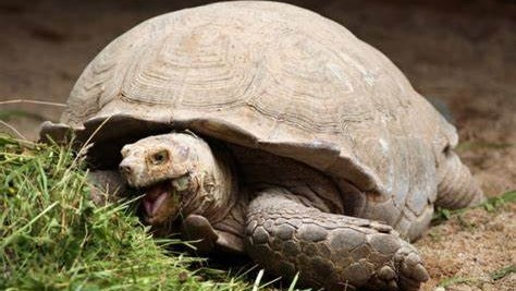 Strawwe boetes en tronkstraf vir mense wat skilpaaie aanhou | OFM