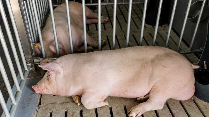 African swine fever detected on Gauteng farm | OFM