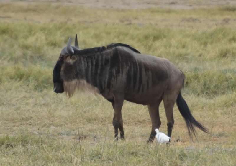 Weermag in Vrystaat gewaarsku oor wildebeeste by Kroonstad | OFM