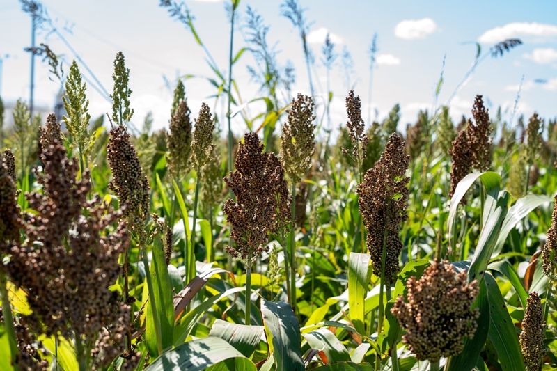 Landbounuus: Boere plant meer sorghum, forum kyk na verskillende ...