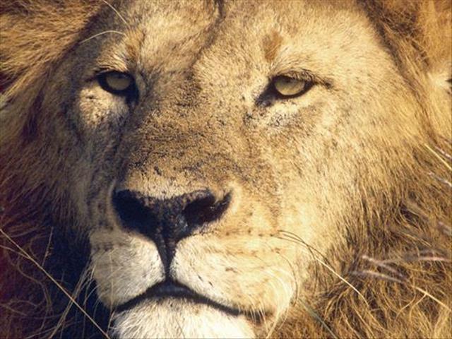 Soektog na Sylvester die leeu, wat wéér uit Karoo-park ontsnap het ...