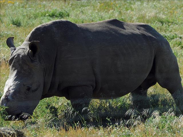 Ondersoek vorder ná stropery van dieretuin-renosters | OFM