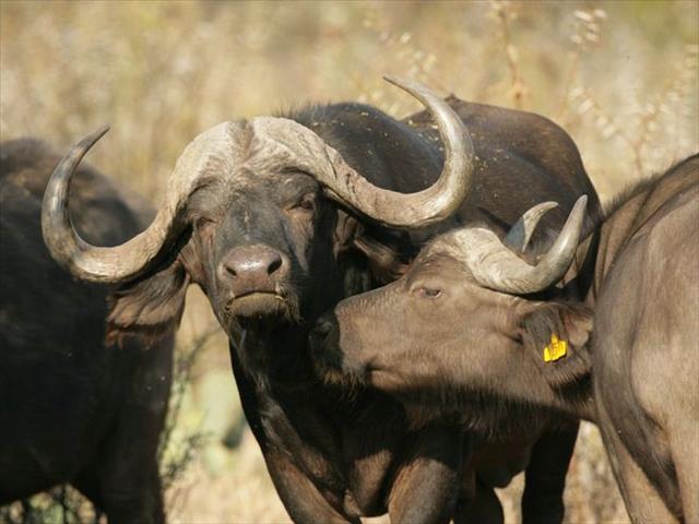 Buffalo are the "black gold" of the SA game industry | OFM