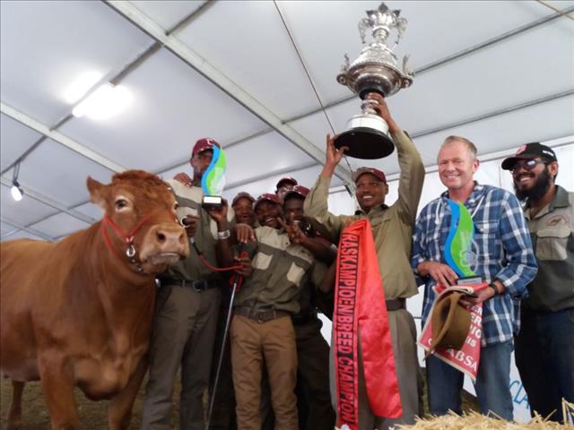 Limousin cow crowned Supreme Champ of beef cattle | OFM