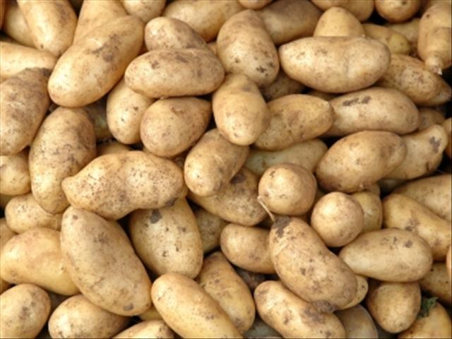 Potatoes SA releases crop protection guidelines | OFM
