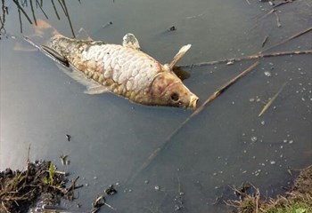 Foto's: Visvrektes weens besoedelde water in Bethlehem | OFM