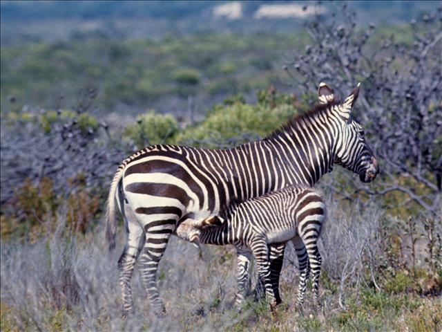 Cape Mountain Zebra success story | OFM