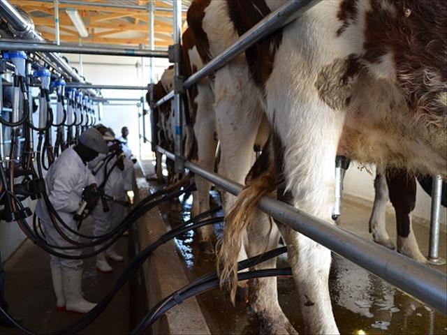 'Sterker melkkoeie nodig' | OFM