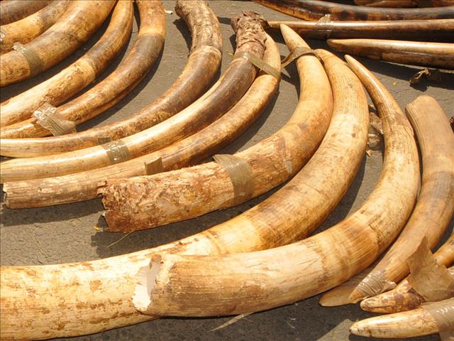 Three arrested for possession of ivory at Kuruman Airport | OFM