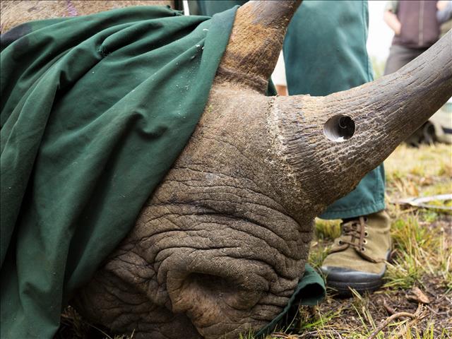 Drie verskyn in NW vir renosterstropery | OFM