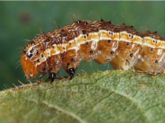 Daff confirms collection of suspected fall army worm specimens | OFM