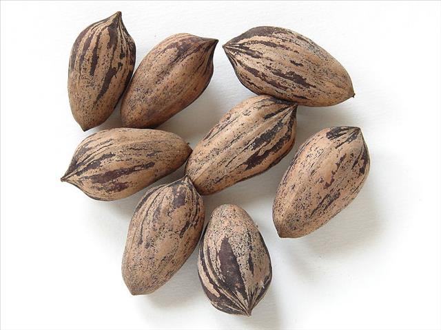 Local pecan expansion supported by global food trends | OFM