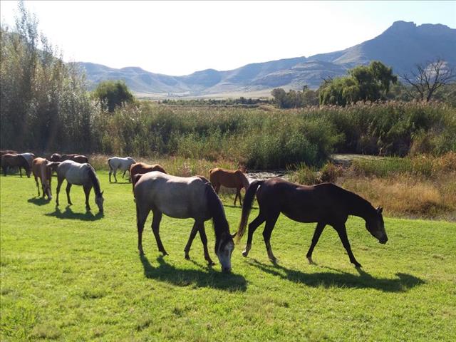Moolmanshoek farming approach about more than just profit | OFM
