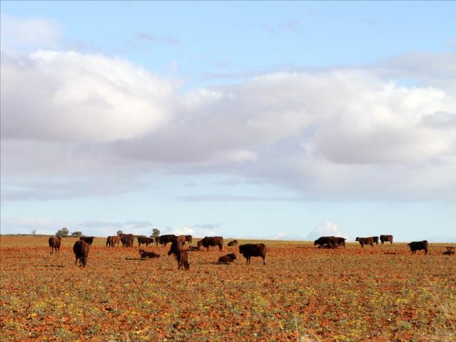 Verkeerdevlei farmer shares vision and challenges | OFM