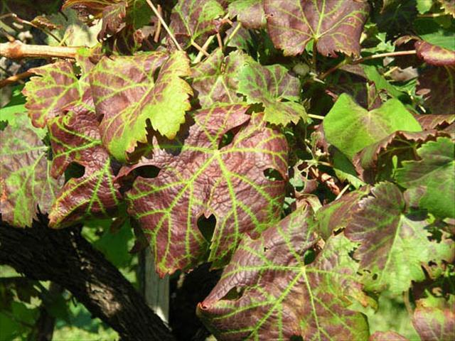 SA leading in controlling grapevine leafroll virus | OFM