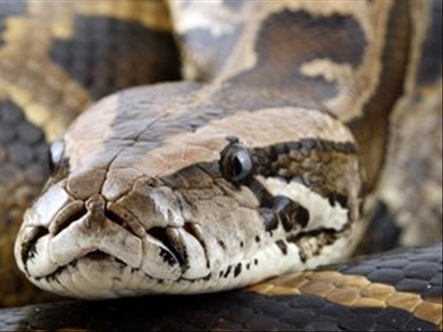 VIDEO: Why are there so many pythons in Harare? | OFM