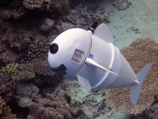 Robot fish developed to explore reefs | OFM