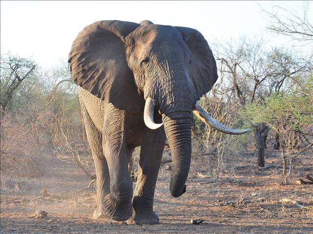 VIDEO: 'Smoking' elephant in India baffles experts | OFM